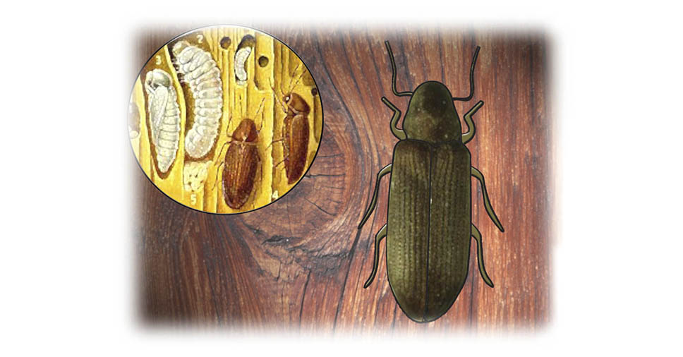 Saiba tudo sobre brocas: como vivem e como prevenir