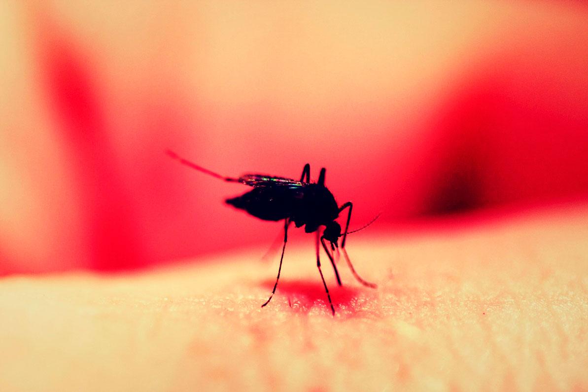 Alergia a insetos: tudo o que você precisa saber