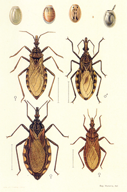 Curiosidades: barbeiro, o transmissor da Doença de Chagas