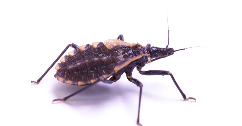 Curiosidades sobre o barbeiro: inseto transmissor da doença de chagas