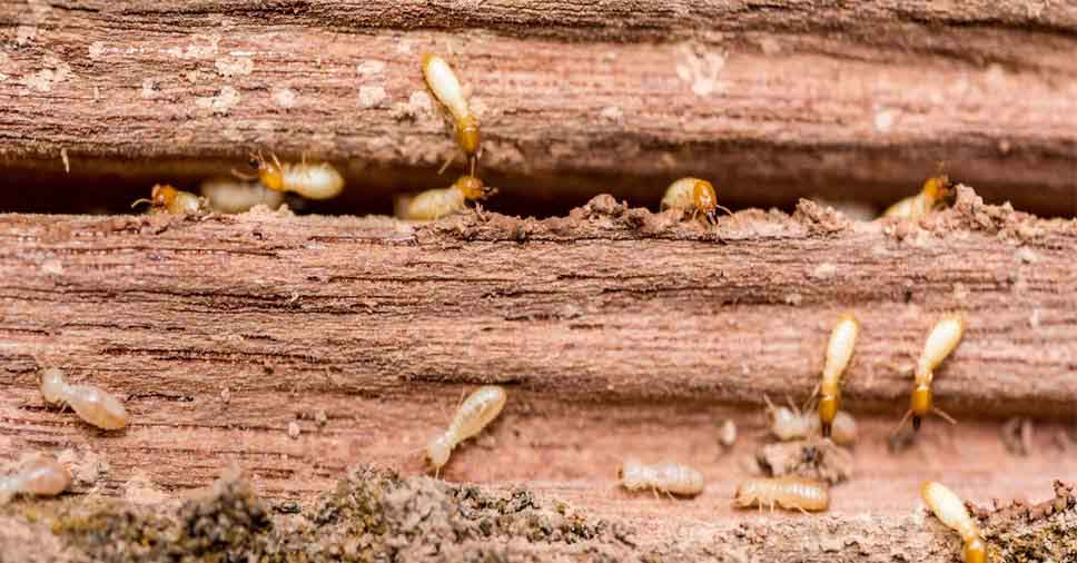 Tipos de cupins: saiba como identificar - Insect Bye