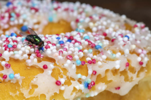 Mosca varejeira: saiba mais sobre ela! - Insect Bye