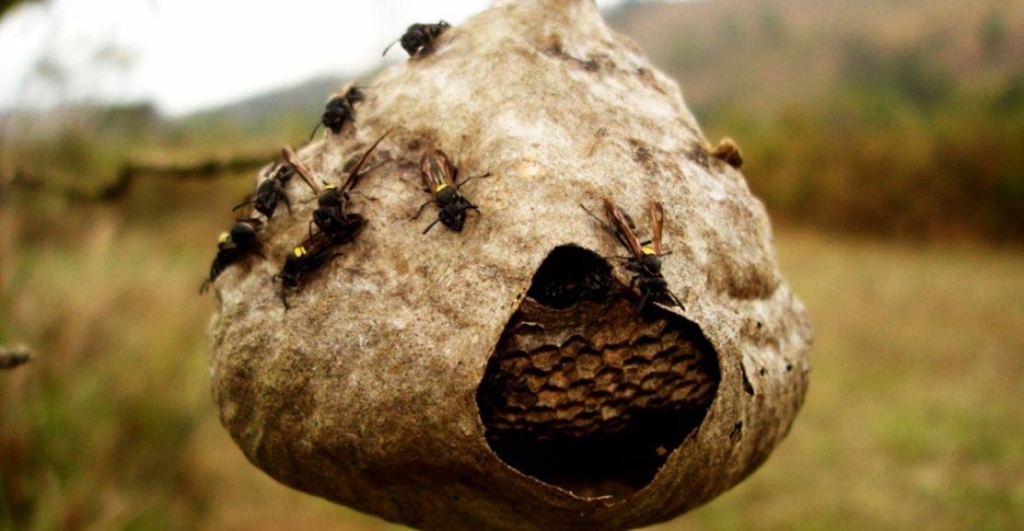 Tipos de marimbondo e como se proteger - Insect Bye
