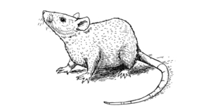 Diferença entre rato e camundongo: você sabe qual é?