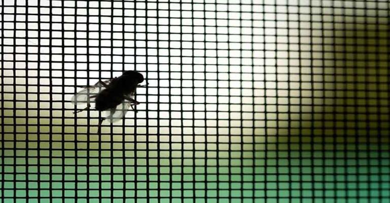 Como eliminar moscas de sua casa? Descubra! - Insect Bye
