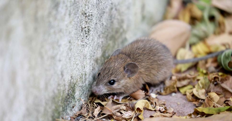 Quais os cuidados que devemos ter com as fezes de rato?