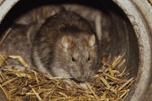 Como identificar os tipos de roedores? | Insect Bye